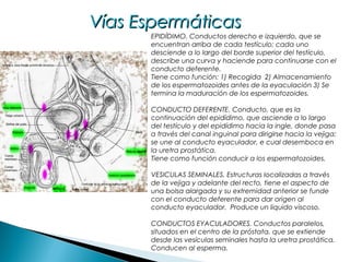 Aparato+reproductor+masculino | PPT