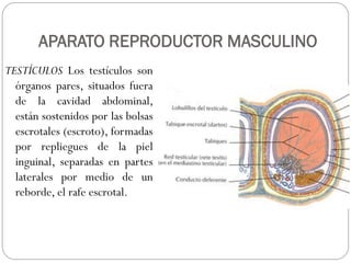 ANATOMIA Y FISIOLOGIA NOCTURNO: Anatomia del Aparato Reproductor ...