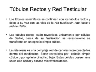 Aparato reproductor masculino | PPT