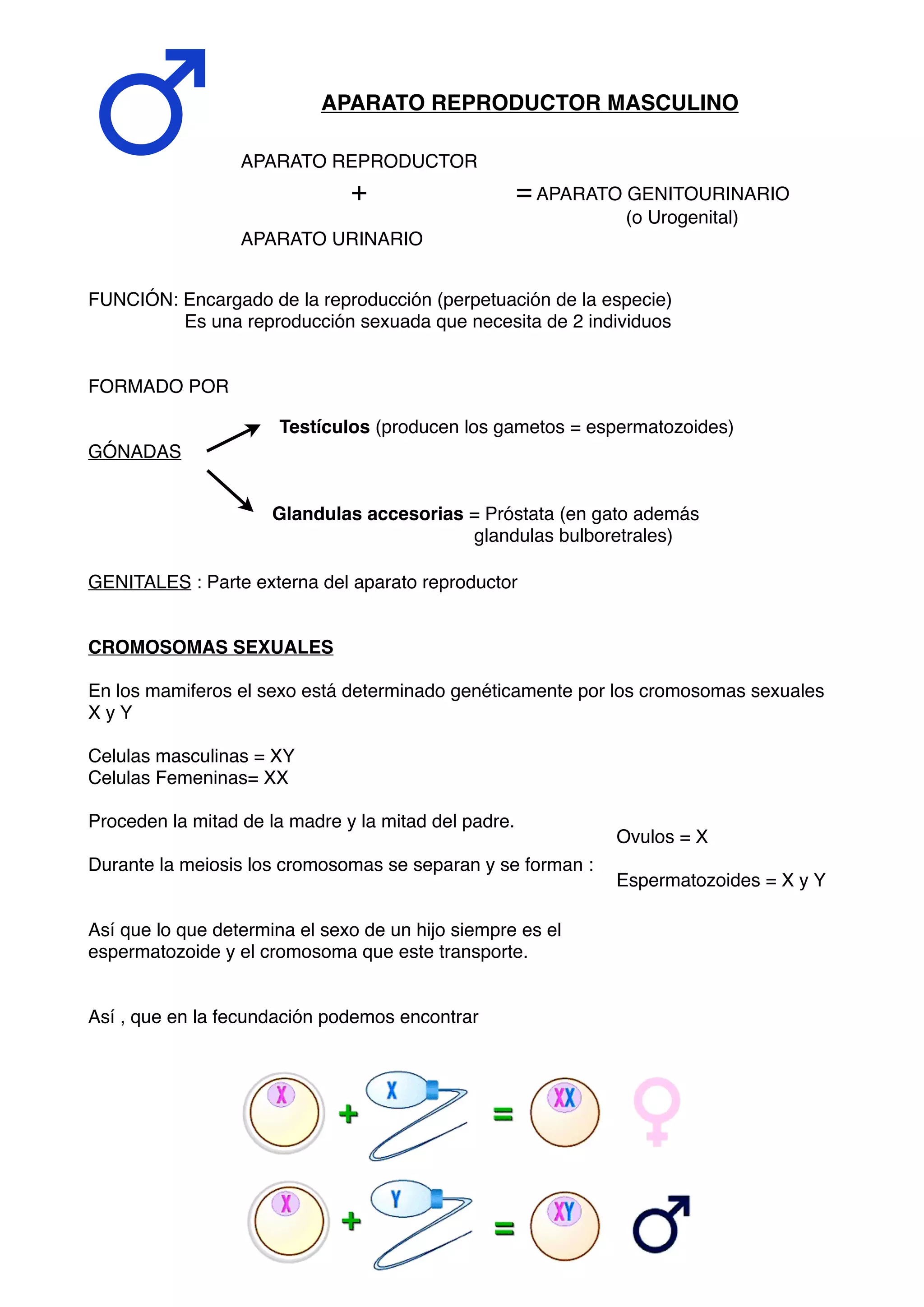 Aparato reproductor masculino ( Veterinaria ) | PDF