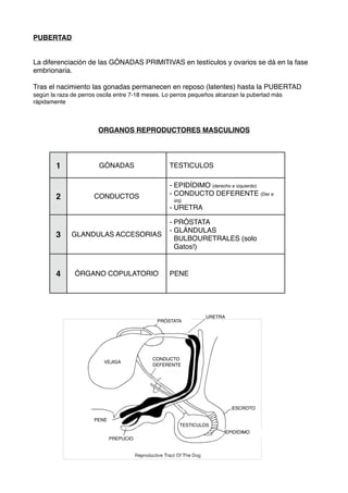 Aparato reproductor masculino ( Veterinaria ) | PDF