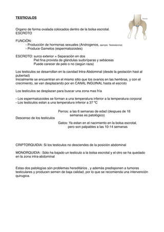 Aparato reproductor masculino ( Veterinaria ) | PDF