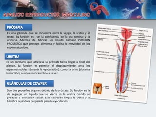 Aparato Reproductor Masculino. Fisiología y generalidades. | PPTX