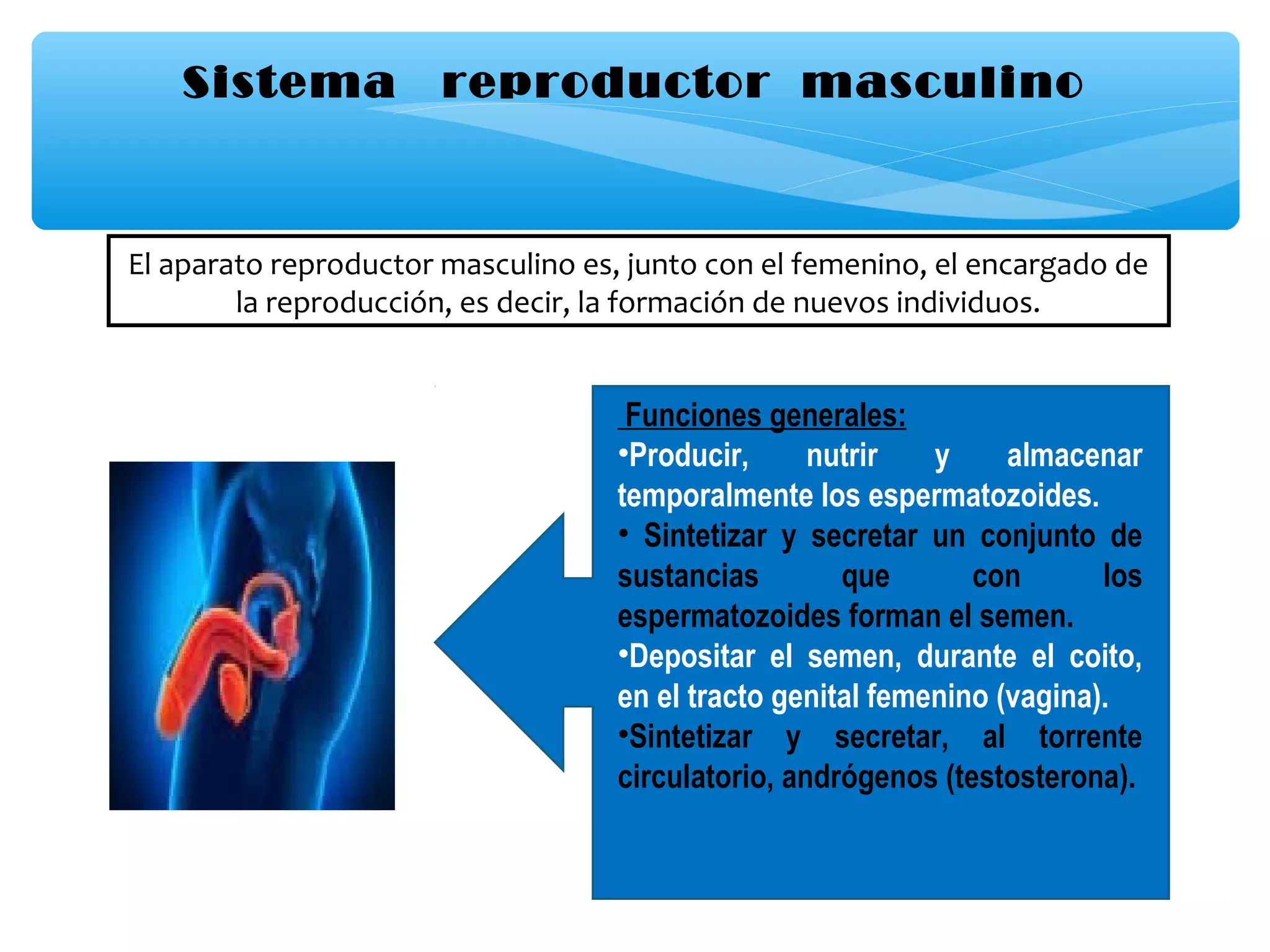 Aparato reproductor masculino | PPT