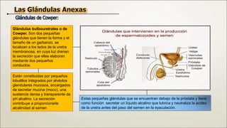 Aparato Reproductor Masculino | PPTX