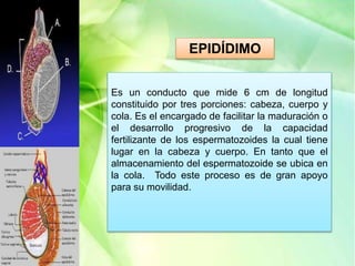 Aparato reproductor masculino | PPTX