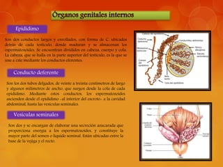 Aparato reproductor masculino | PPTX