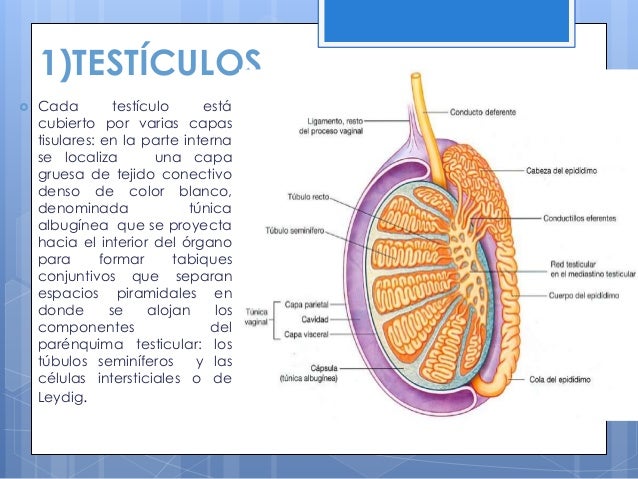 Aparato reproductor masculino