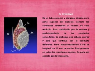 Aparato reproductor masculino | PPTX