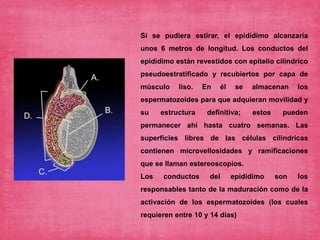 Aparato reproductor masculino | PPTX