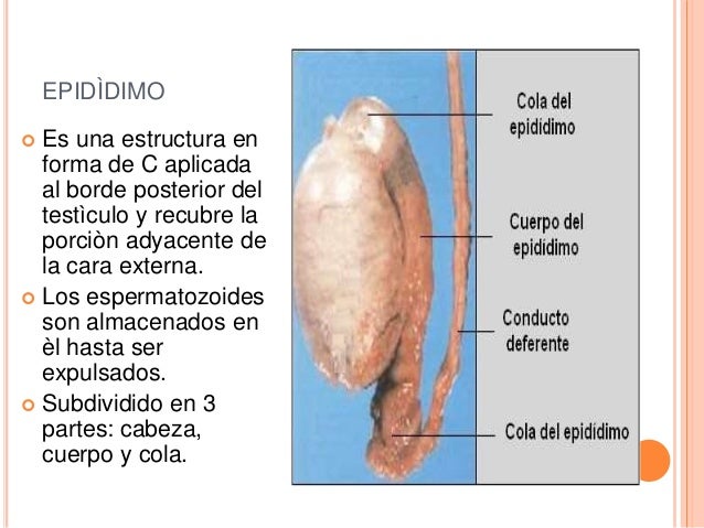 Aparato reproductor masculino