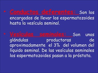 Aparato reproductor masculino | PPT