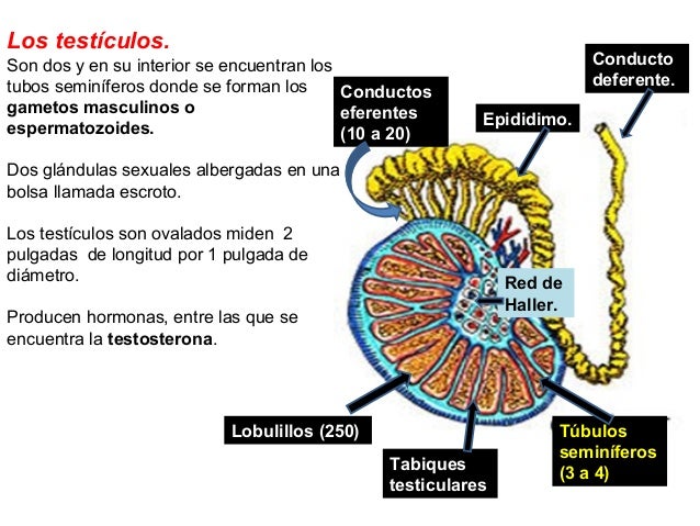 Aparato Reproductor Masculino