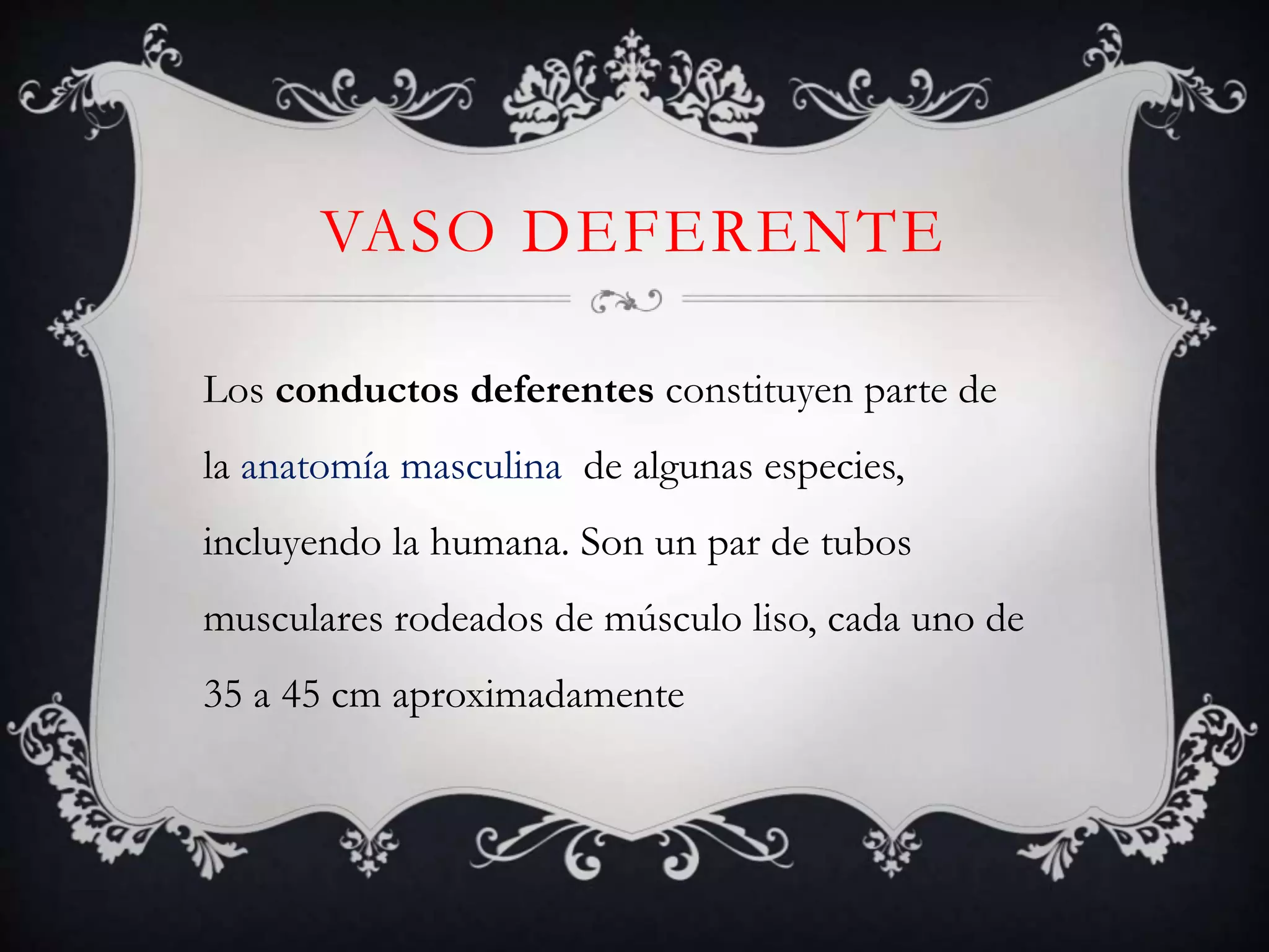 Aparato reproductor masculino | PPTX