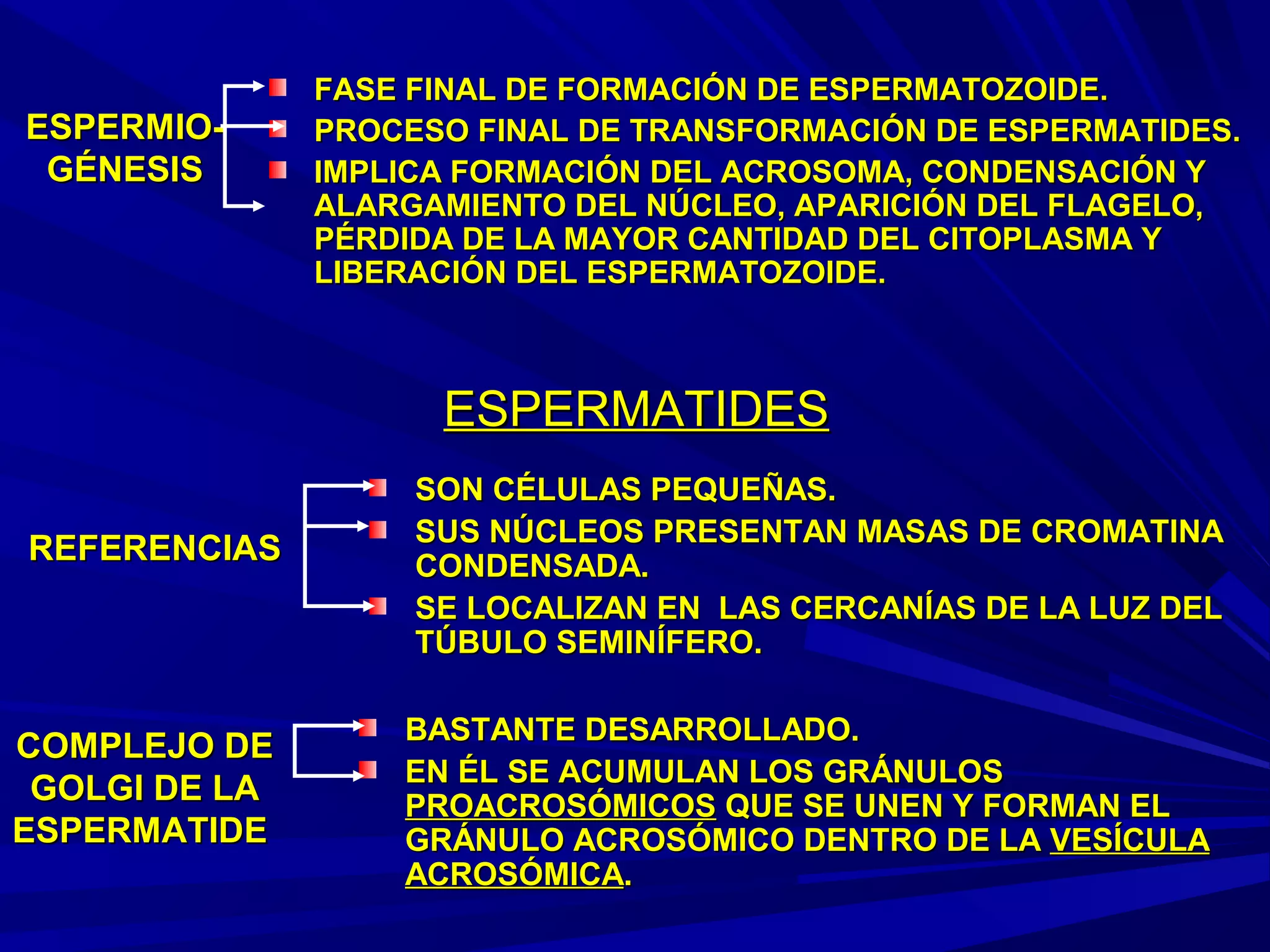 Aparato reproductor masculino | PPT