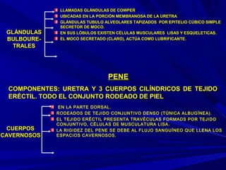 Aparato reproductor masculino | PPT