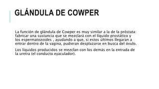 Aparato reproductor masculino | PPTX