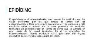 Aparato reproductor masculino | PPTX