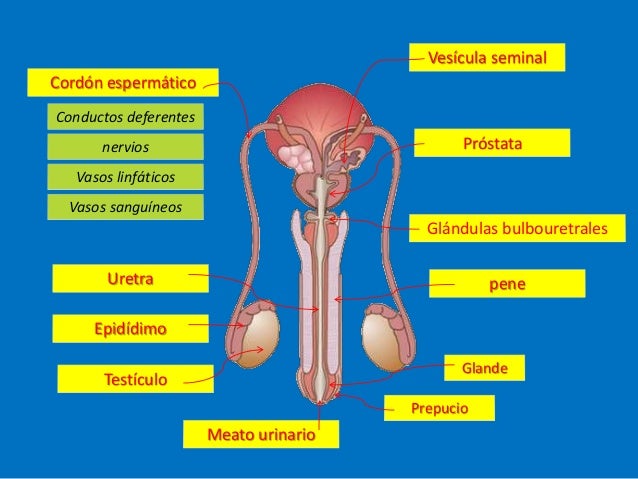 Aparato Reproductor Masculino