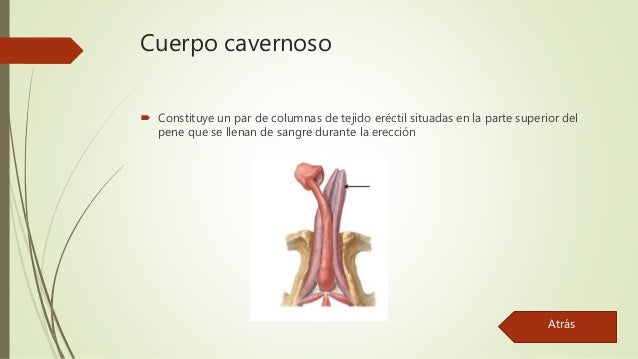 Aparato reproductor masculino