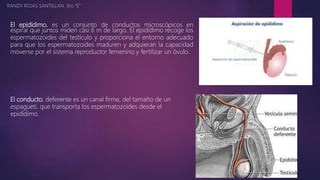 Aparato reproductor masculino | PPTX