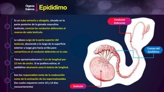 Anatomía del aparato reproductor masculino | PPTX