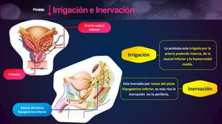 Anatomía del aparato reproductor masculino | PPTX
