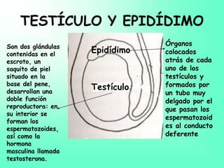 APARATO REPRODUCTOR MASCULINO.ppt