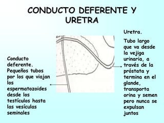APARATO REPRODUCTOR MASCULINO.ppt