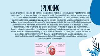 APARATO REPRODUCTOR MASCULINO.pptx