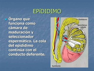 Aparato Reproductor masculino.ppt