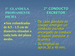 Aparato Reproductor masculino.ppt