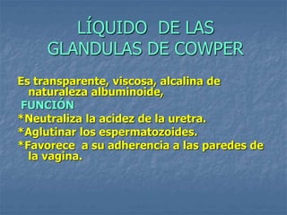 Aparato Reproductor masculino.ppt