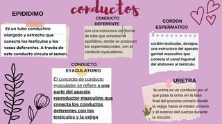 Aparato reproductor masculino con sus partes | PDF