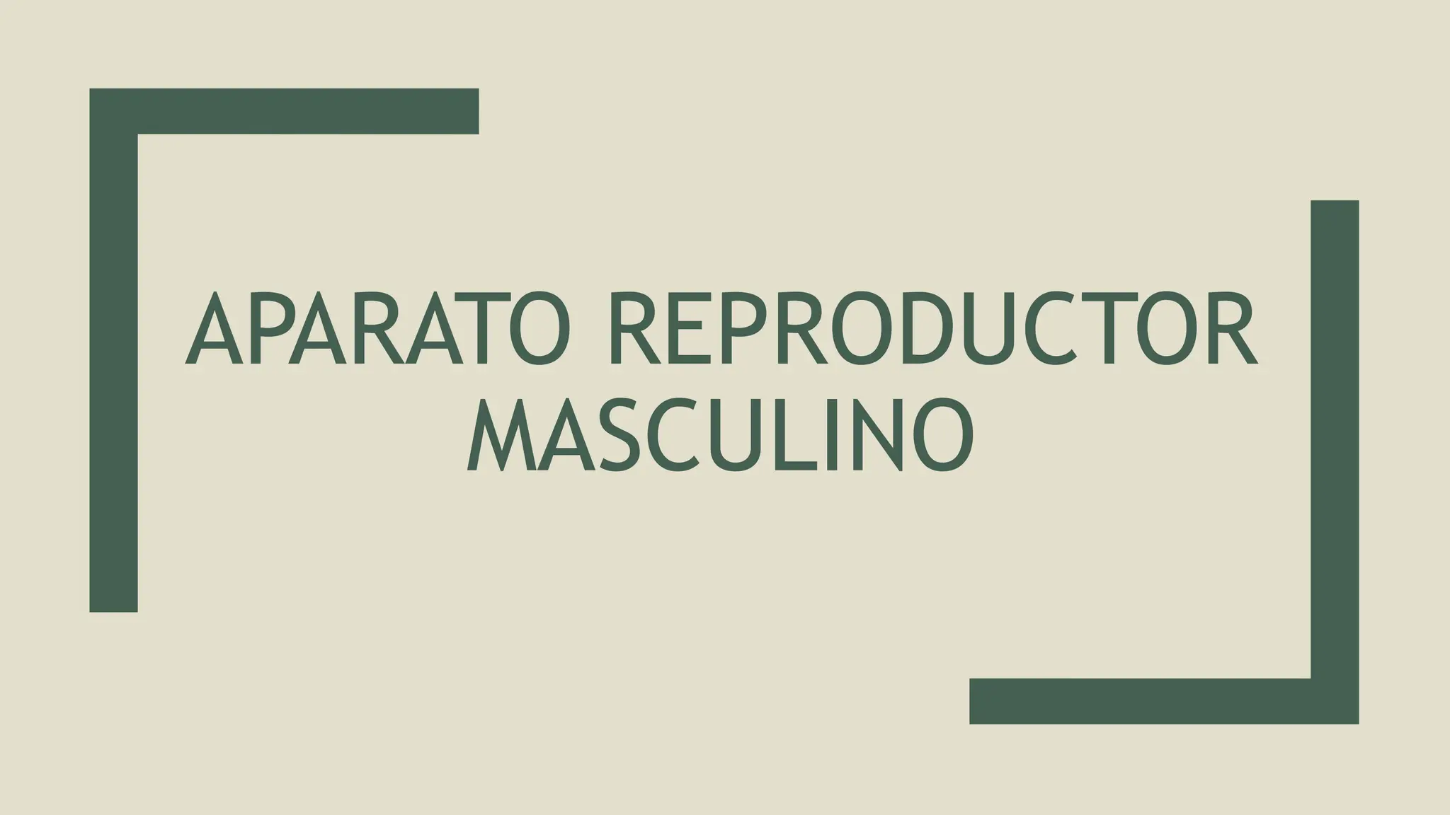 Presentación Sobre el Aparato Reproductor Masculino | PPT