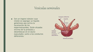 Presentación Sobre el Aparato Reproductor Masculino | PPTX