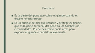 Presentación Sobre el Aparato Reproductor Masculino | PPTX