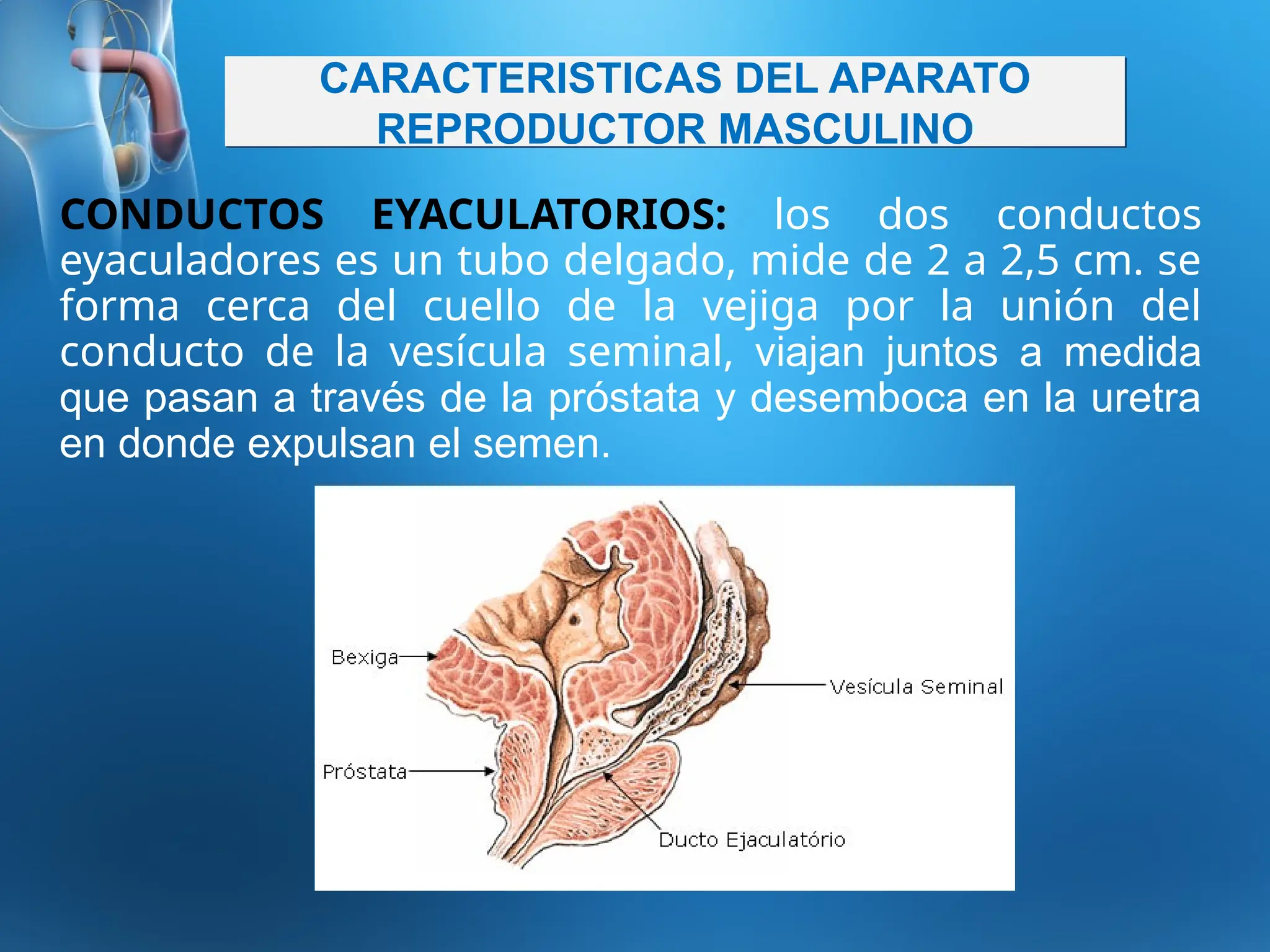 EL APARATO REPRODUCTOR MASCULINO.pptx