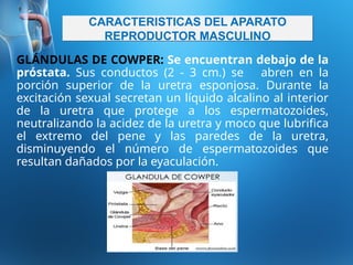 EL APARATO REPRODUCTOR MASCULINO.pptx
