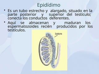 Aparato reproductor masculino en anatomia humana | PPTX