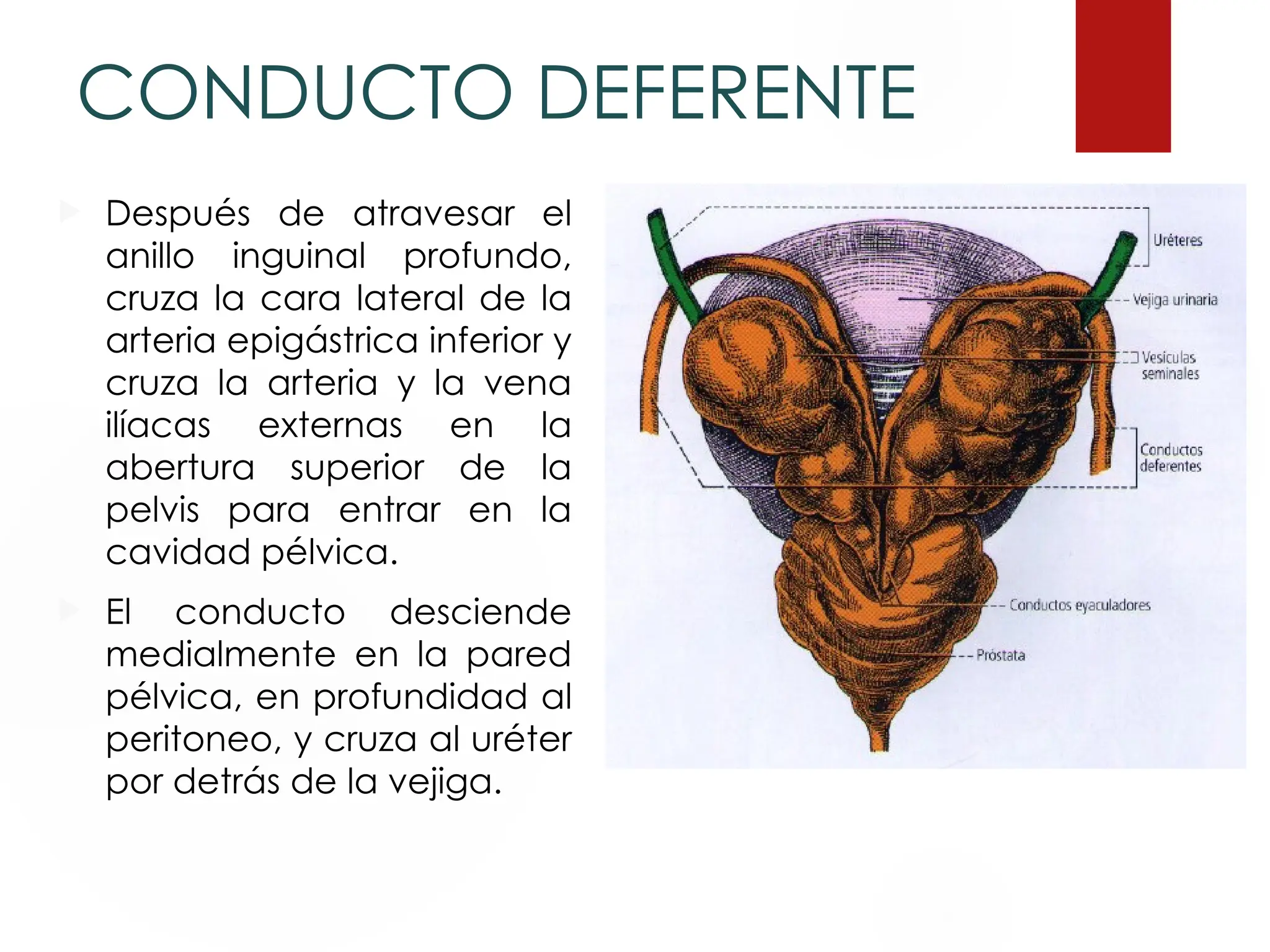 APARATO REPRODUCTOR MASCULINO EN ANATOMÍA.pptx