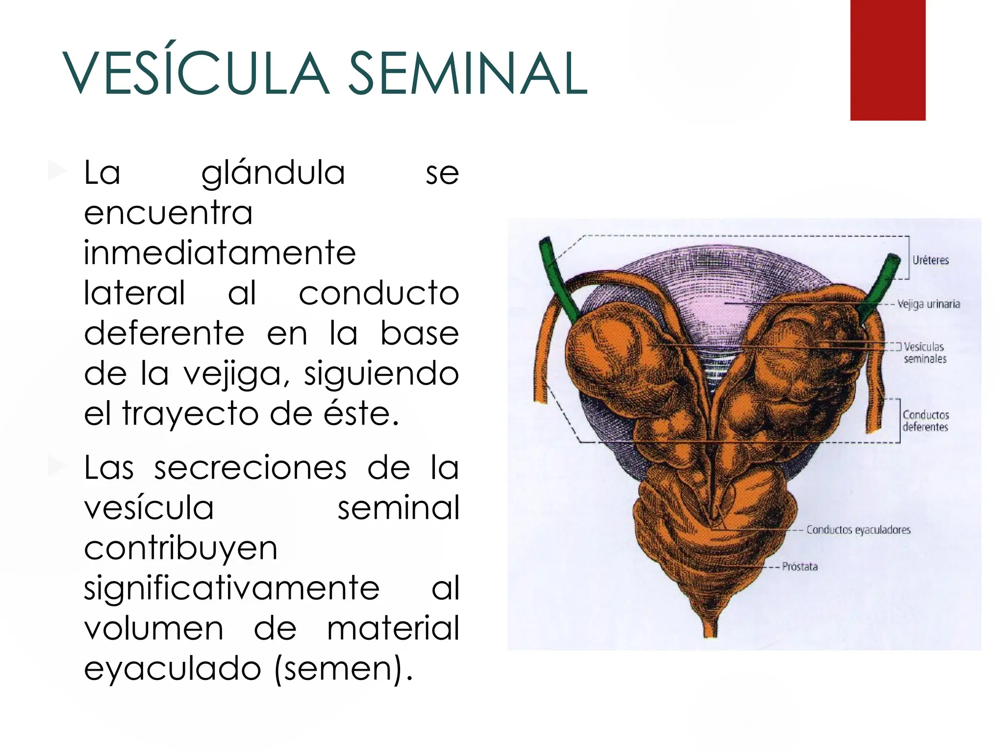 APARATO REPRODUCTOR MASCULINO EN ANATOMÍA.pptx