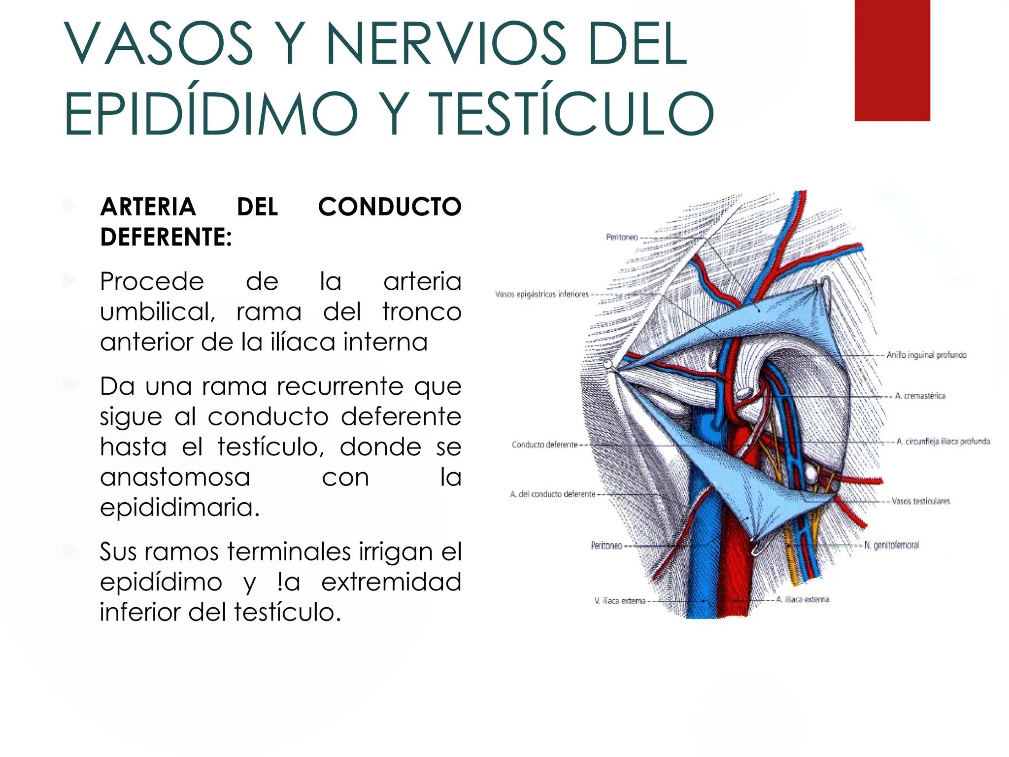 APARATO REPRODUCTOR MASCULINO EN ANATOMÍA.pptx