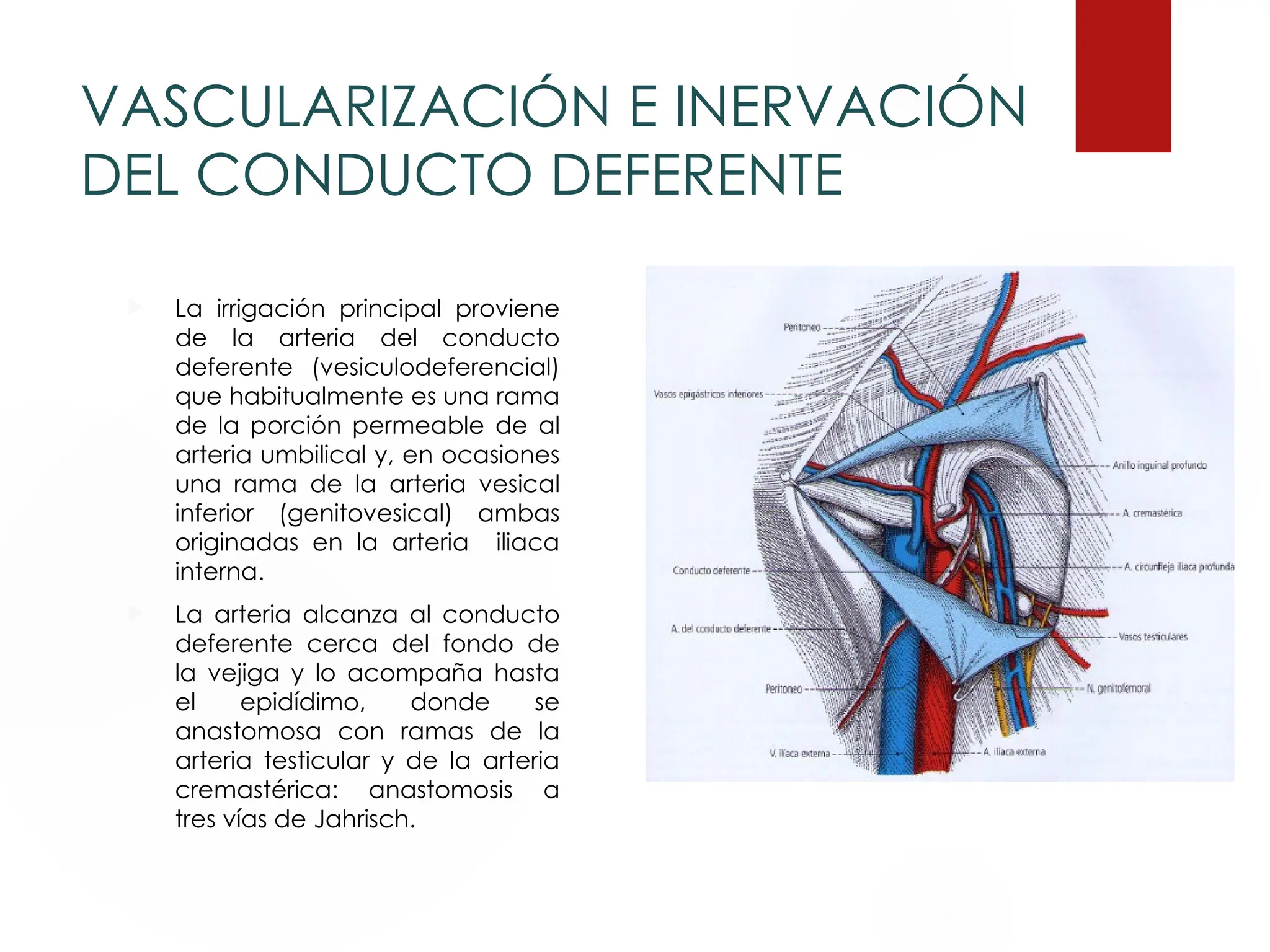 APARATO REPRODUCTOR MASCULINO EN ANATOMÍA.pptx