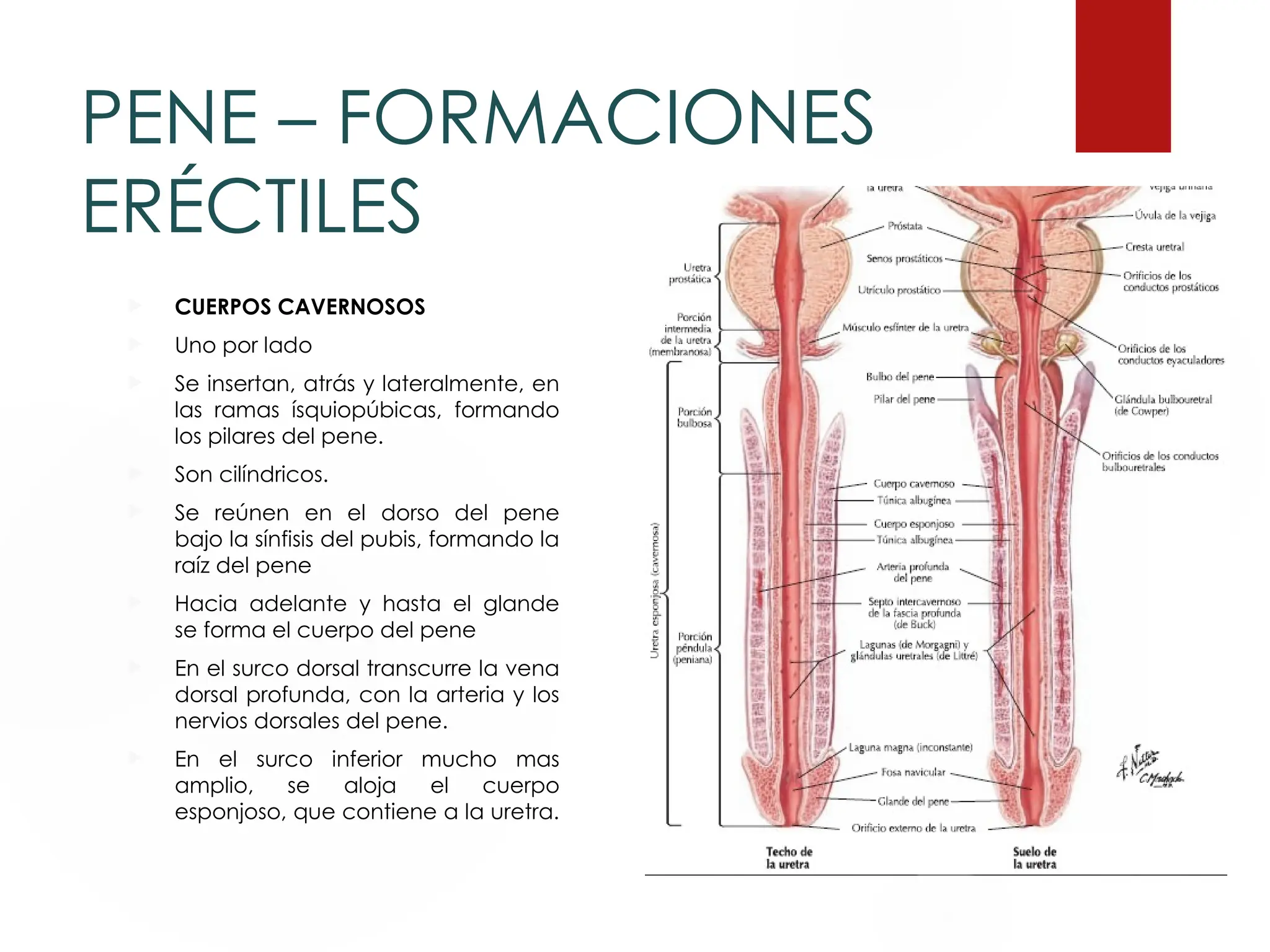 Aparato Reproductor Masculino En Anatomía Pptx