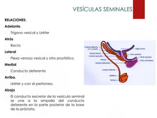 APARATO REPRODUCTOR MASCULINO EN ANATOMÍA.pptx