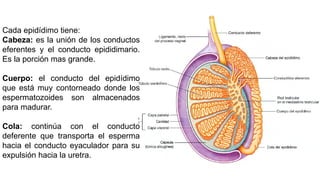 Descripción del Aparato Reproductor Masculino | PPTX
