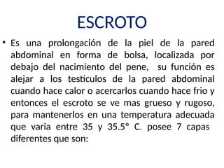 aparato reproductor masculino.ppt dwdefef | PPT