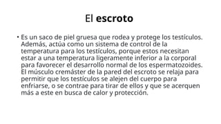 Aparato reproductor masculino.pptxbbjjkkk | PPTX