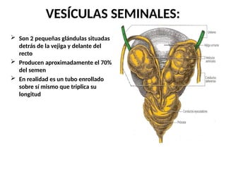 APARATO REPRODUCTOR MASCULINO clase de anatomofisiologia | PPT